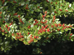 Native Plants Library – Matukituki Natives