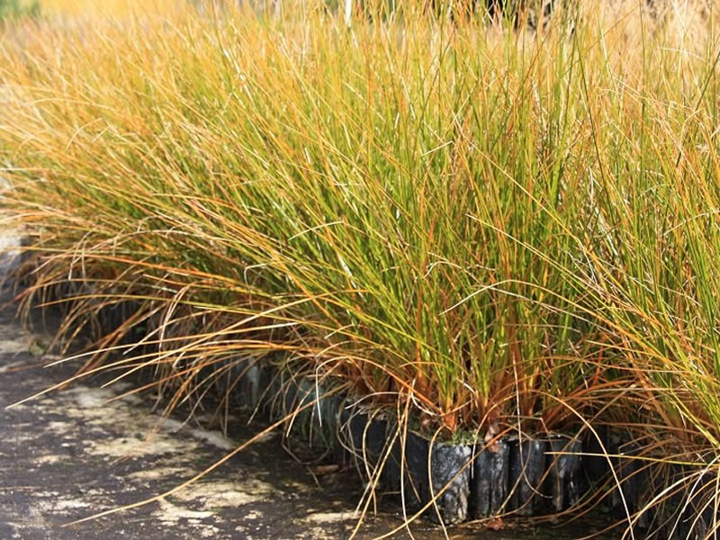 Native Plants Library – Matukituki Natives