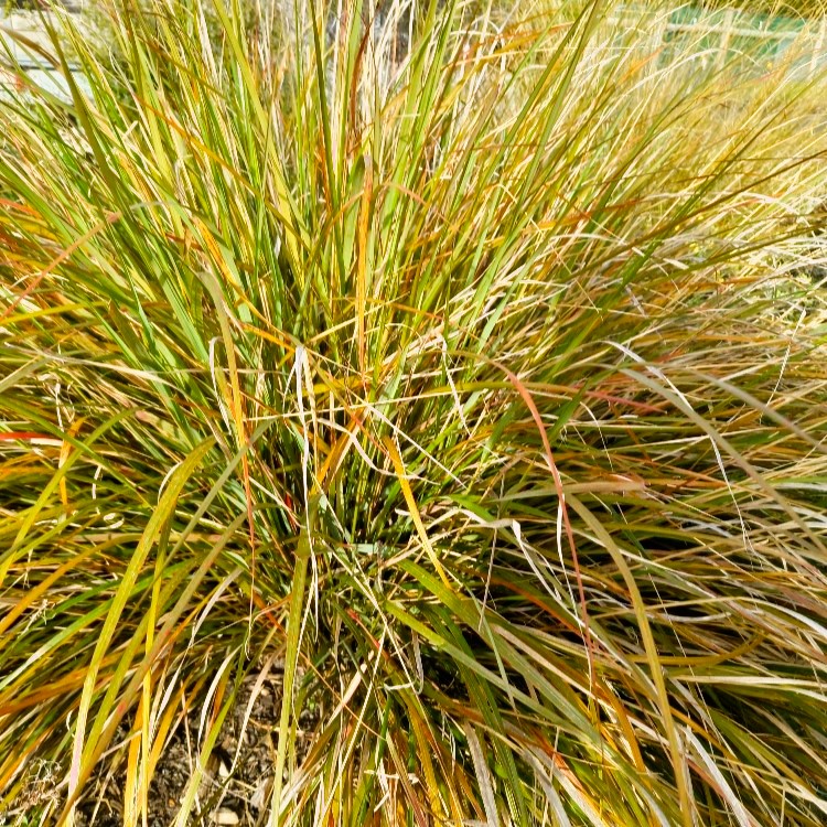 Native Plants Library – Matukituki Natives