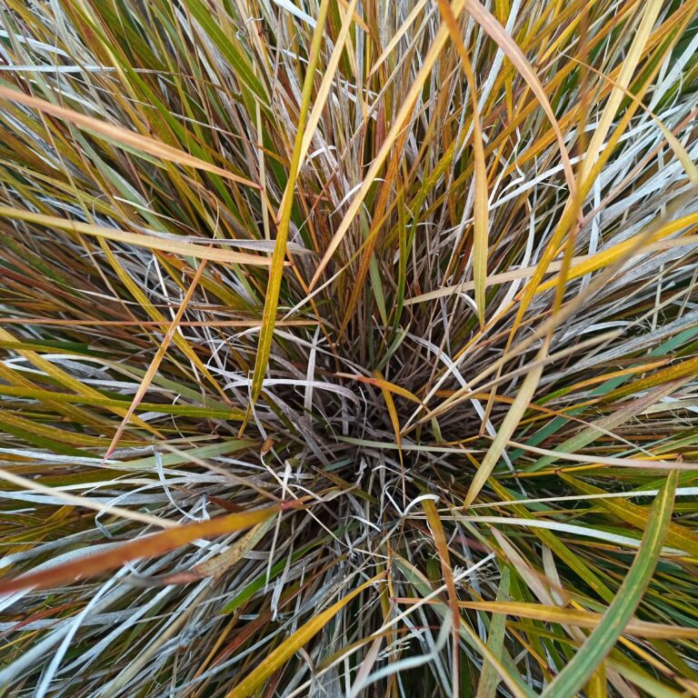 Native Plants Library – Matukituki Natives