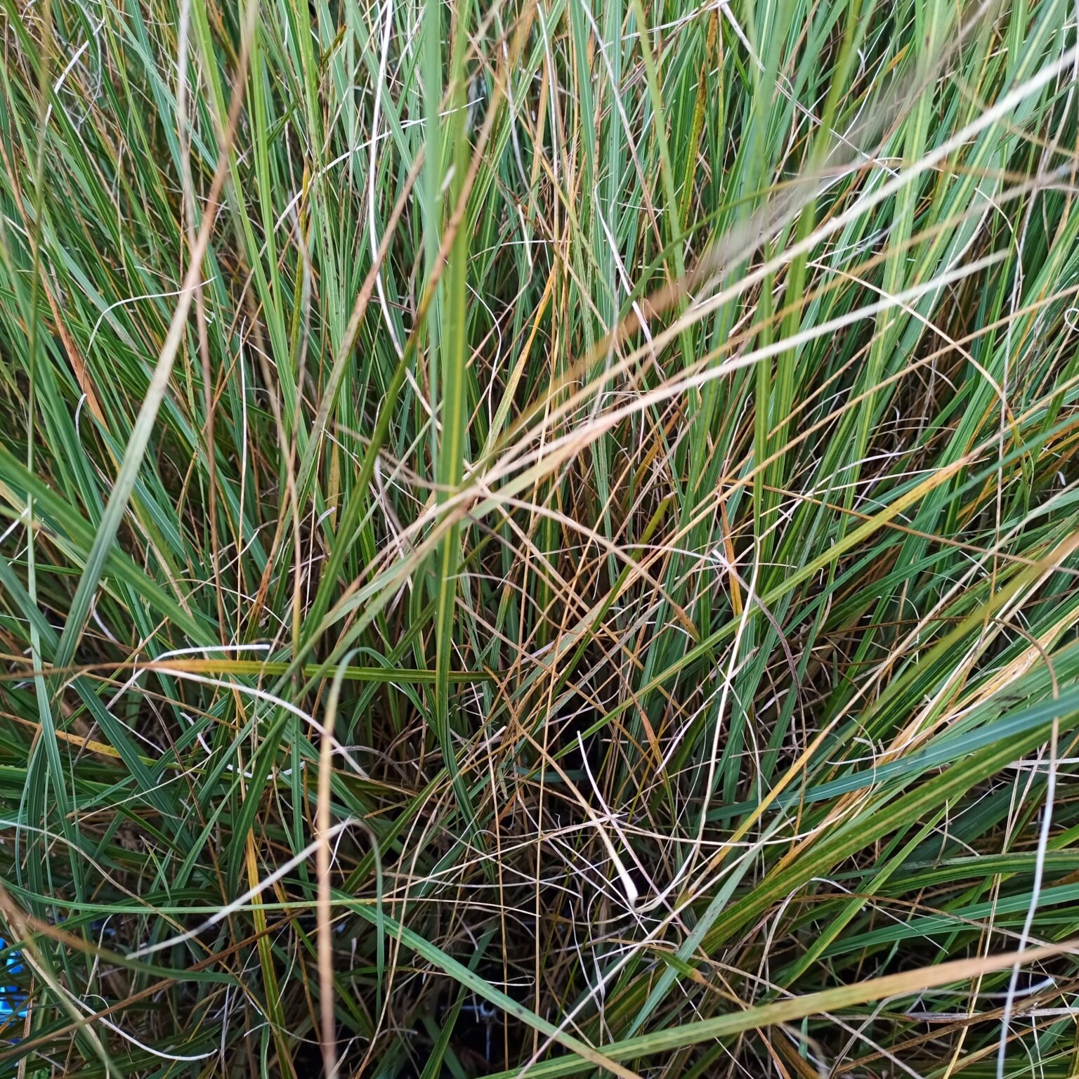 Native Plants Library – Matukituki Natives