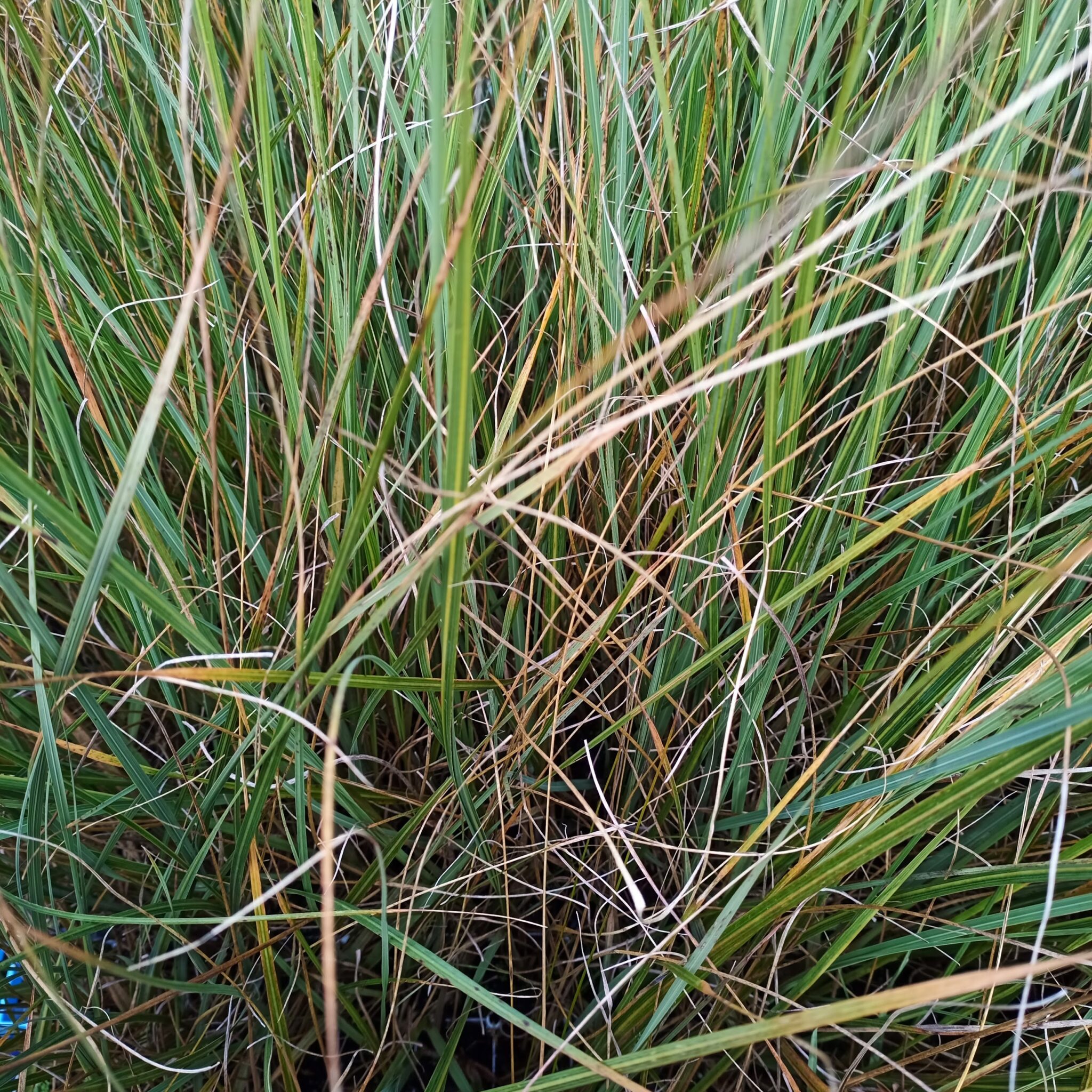 Native Plants Library – Matukituki Natives
