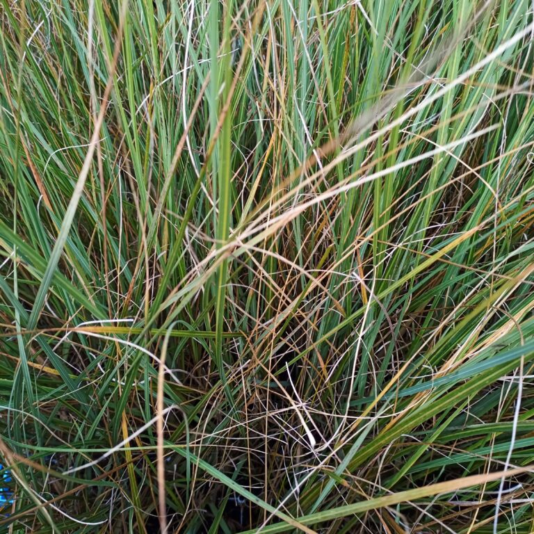 Native Plants Library – Matukituki Natives